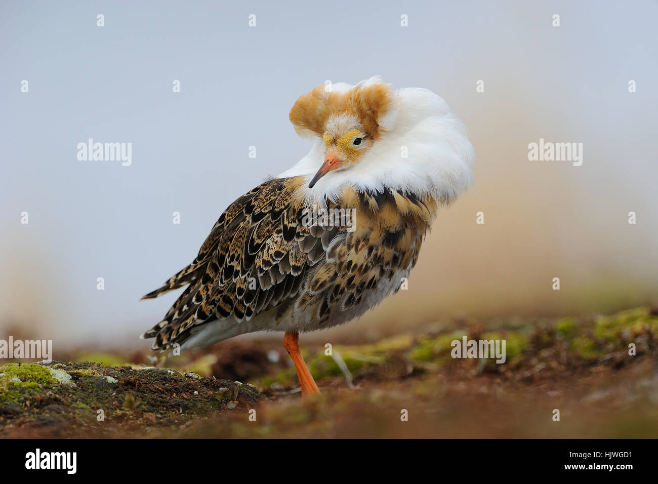 Ruff (Philomachus pugnax) with breeding plumage, Varanger, Norway Stock ...