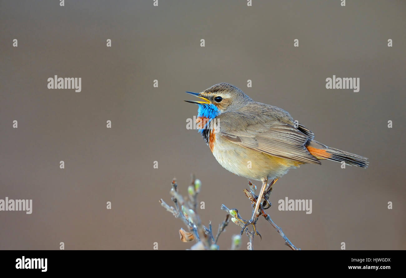 Singing red-spotted bluethroat (Luscinia svecica svecica), Varanger ...