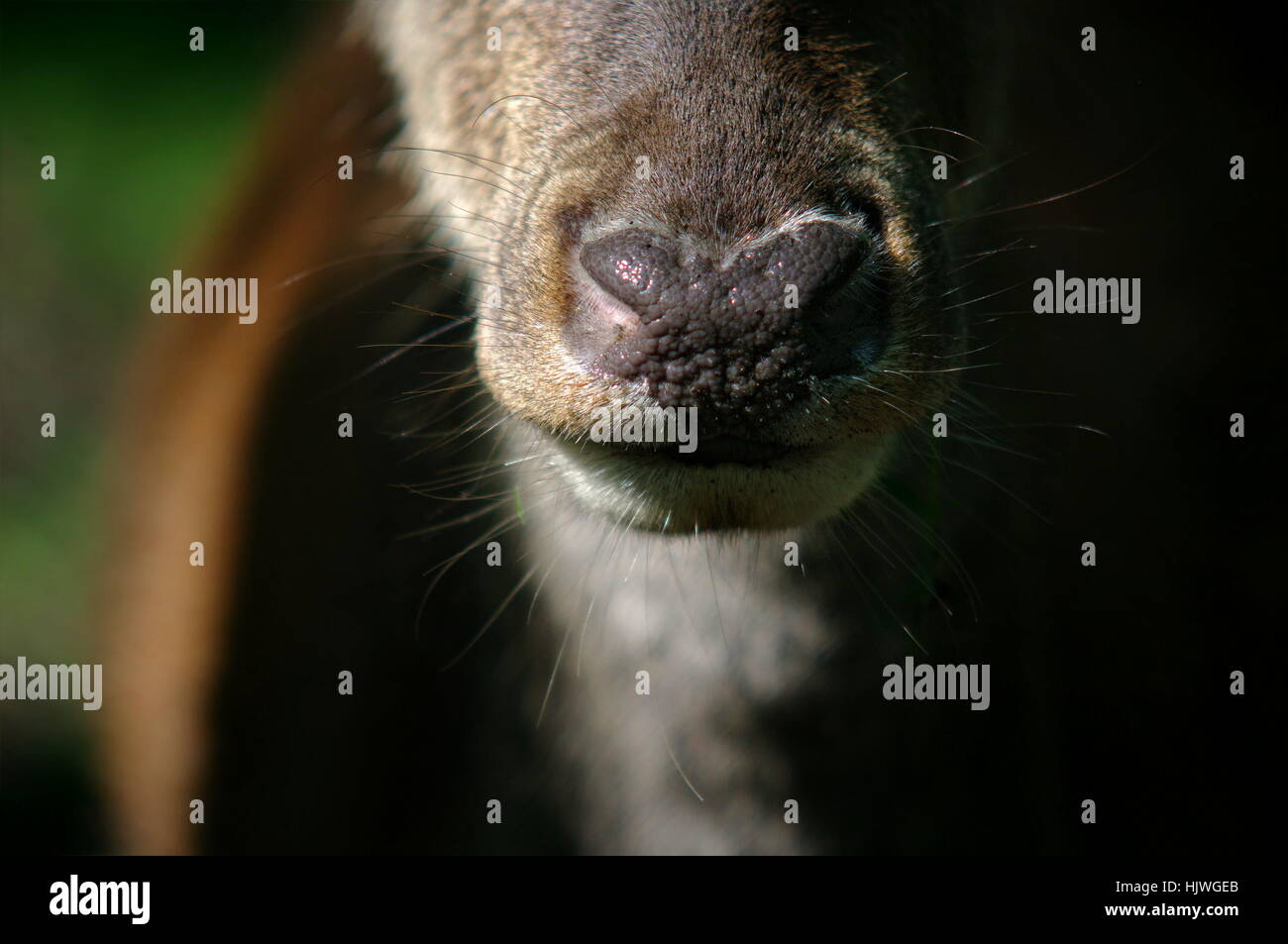 recognize danger with the nose Stock Photo - Alamy
