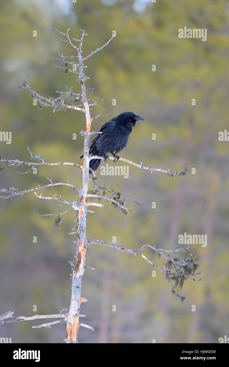 Common raven (Corvus corax) perched on dead Scots pine, northern ...