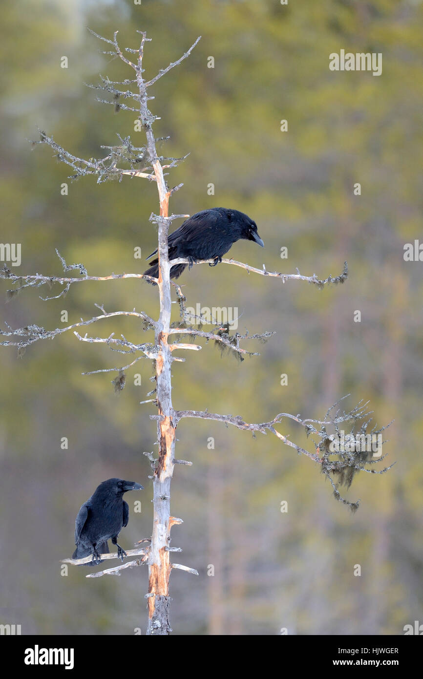 Two ravens pine tree hi-res stock photography and images - Alamy