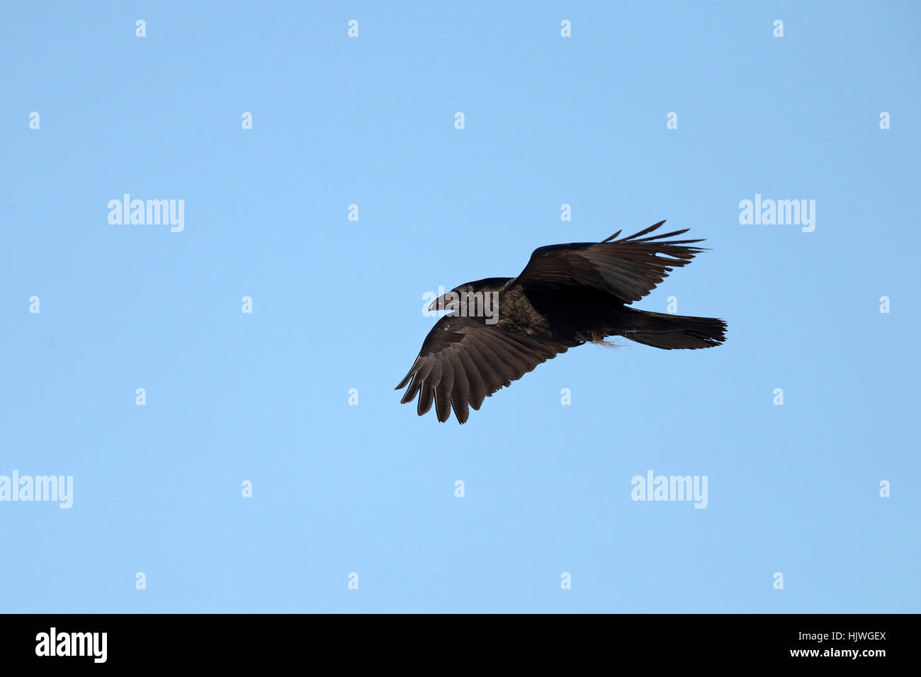 Common raven (Corvus corax) flying, blue sky, northern Finland, Finland ...
