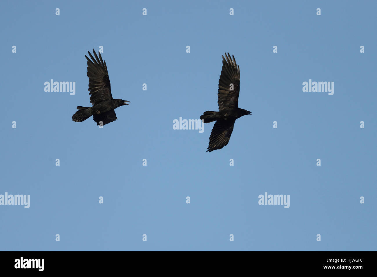Common raven in full flight hi-res stock photography and images - Alamy