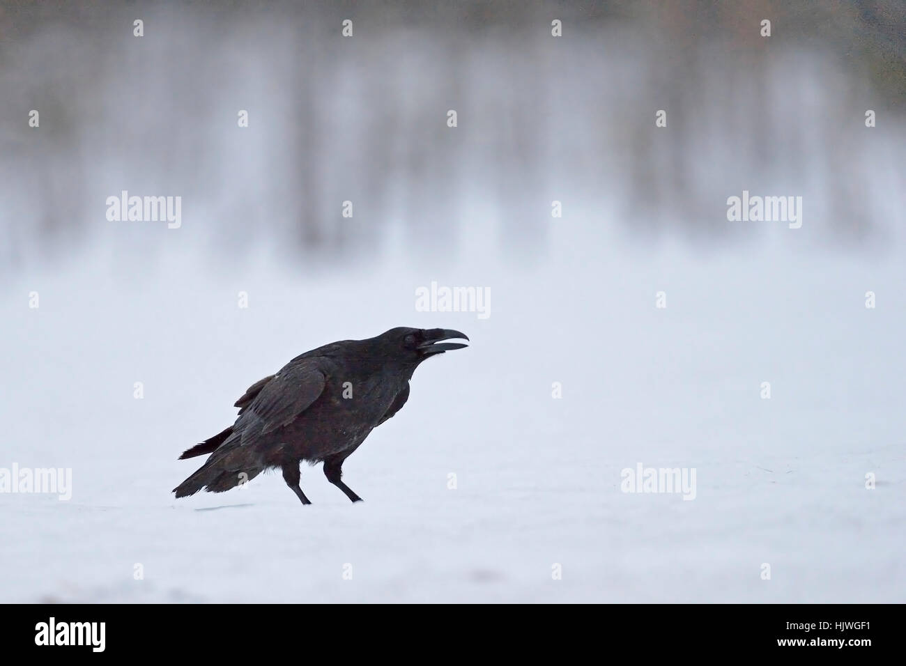 Common raven (Corvus corax) in snow, northern Finland, Finland Stock ...
