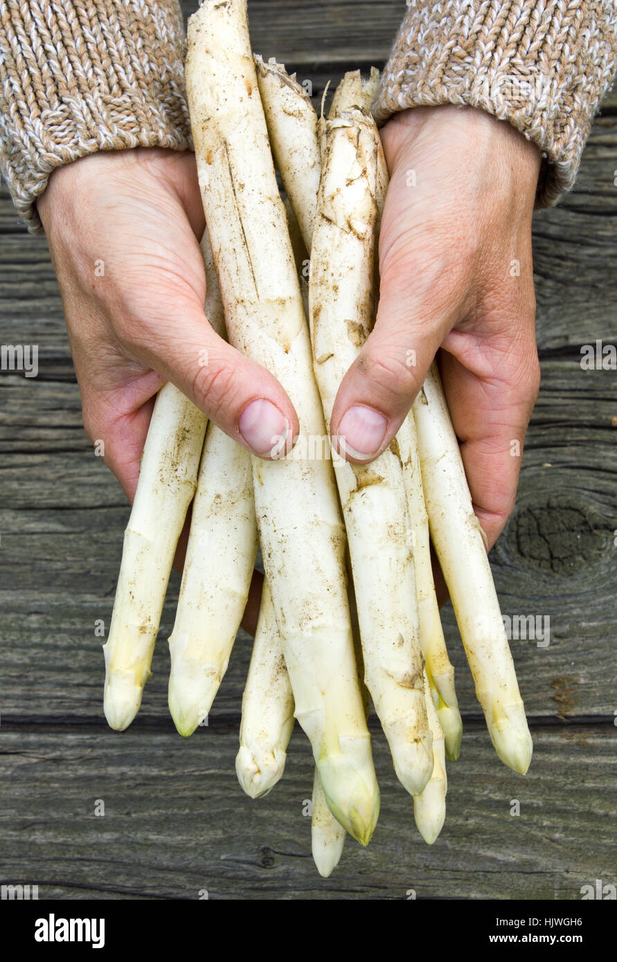 board, wood, ground, soil, earth, humus, brown, brownish, brunette ...