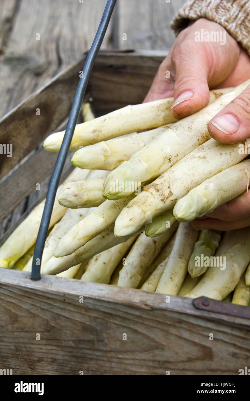 board, wood, ground, soil, earth, humus, brown, brownish, brunette ...