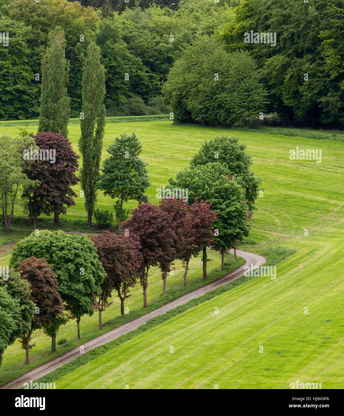 tree, trees, spring, path, way, meadow, scenery, countryside, nature ...