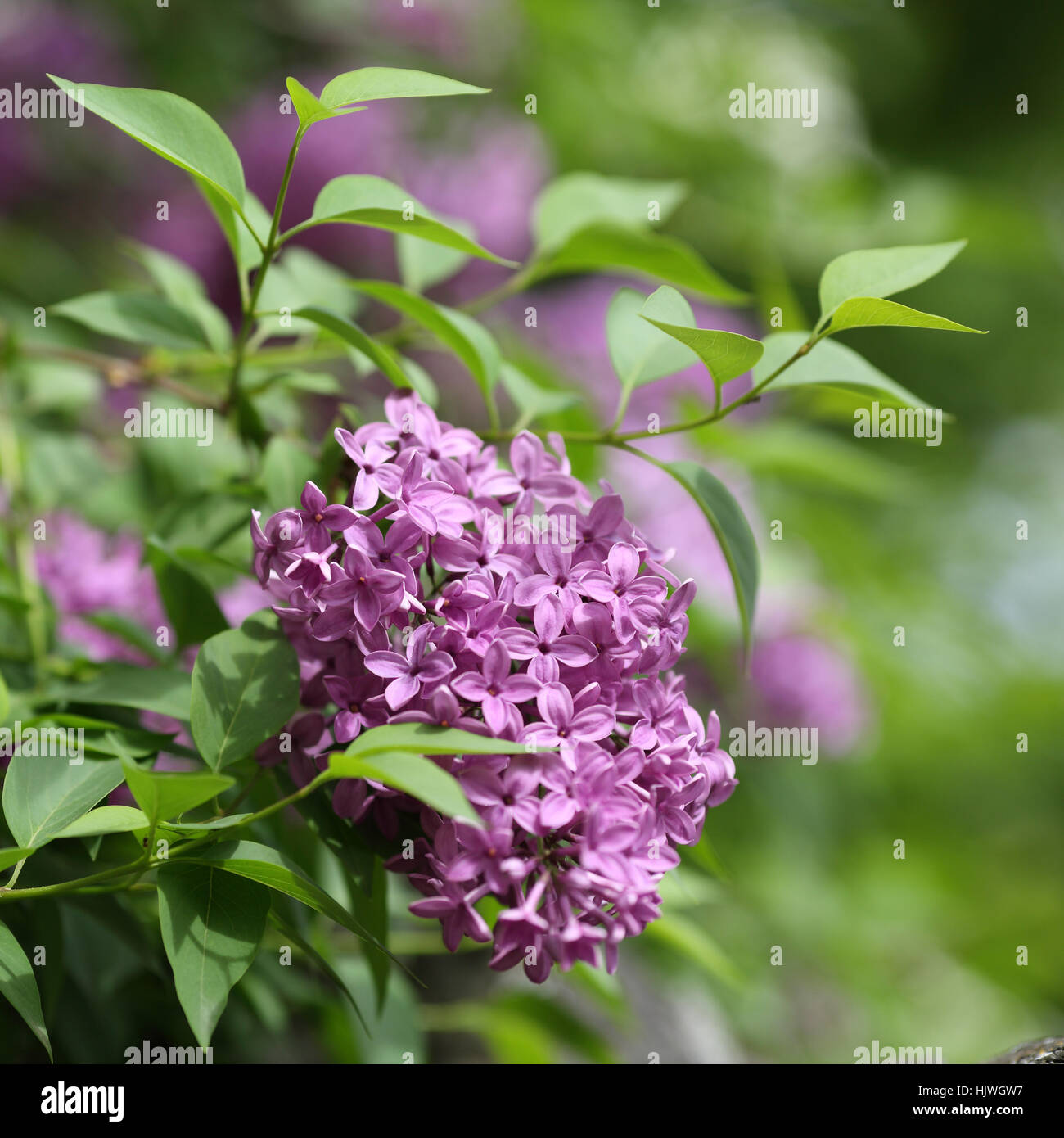 flower, plant, bush, lilac, blooming, flora, spring, nature, common ...