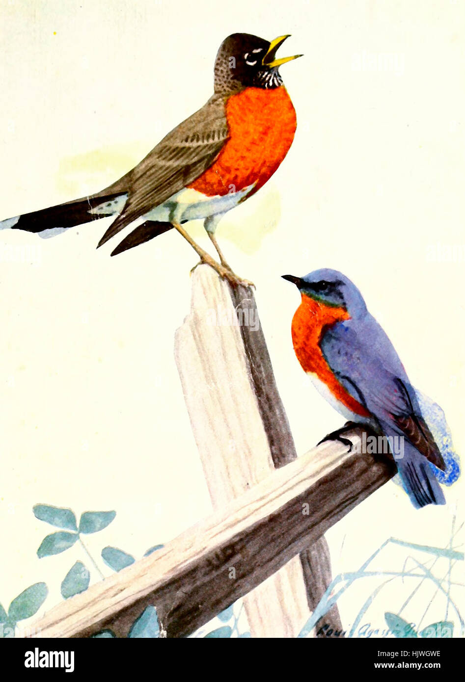 Welcome Robin - Winsome Bluebird Stock Photo - Alamy