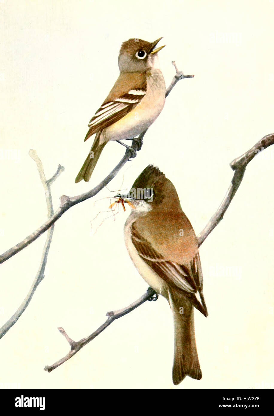 Chebec the Least Flycatcher and Dear Me the Phoebe Stock Photo - Alamy
