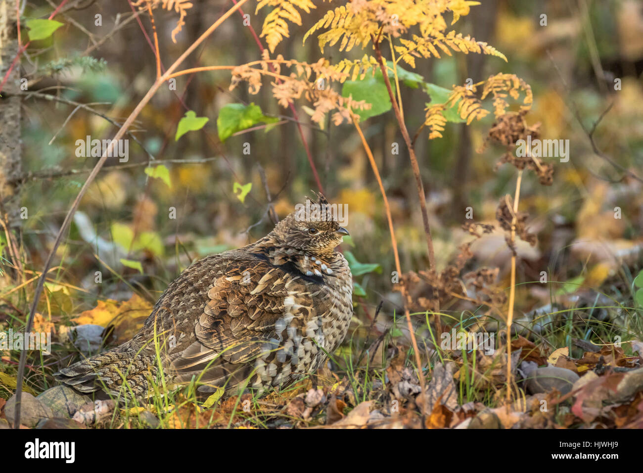 Ruffed grouse umbellus camouflage hi-res stock photography and images ...
