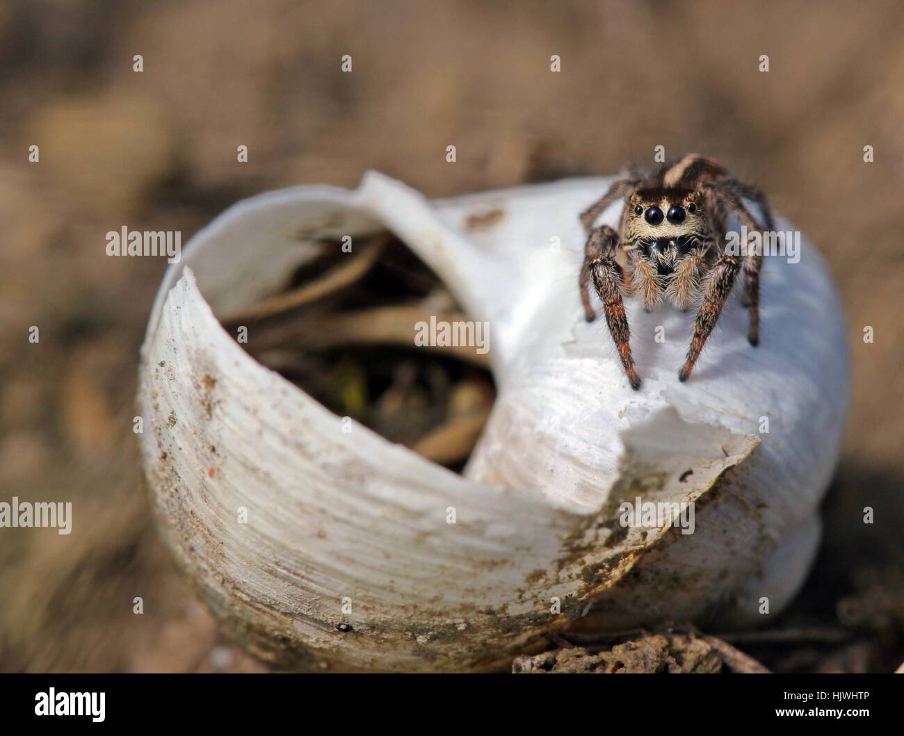 female cross jumping spider guarding her shell Stock Photo - Alamy