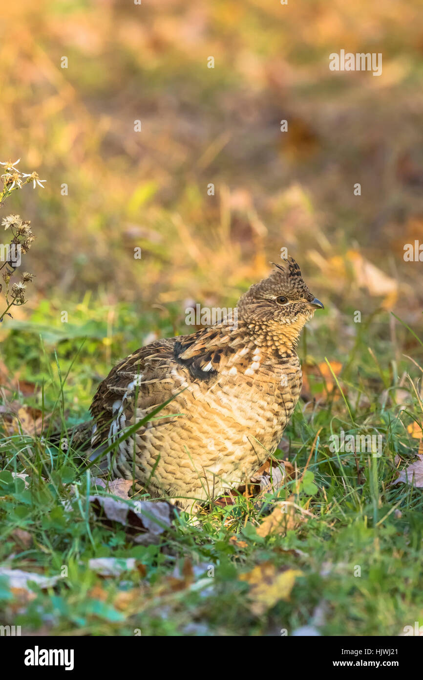 Ruffed grouse umbellus camouflage hi-res stock photography and images ...