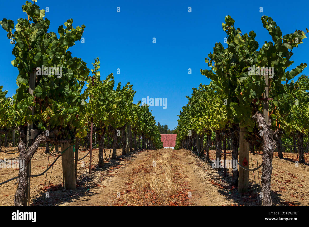 Exteriors grapevines horizontals hi-res stock photography and images ...