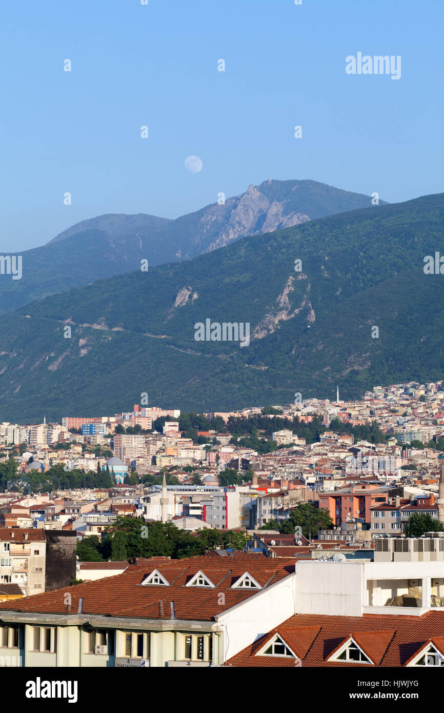 tree, turkey, sight, view, outlook, perspective, vista, panorama ...