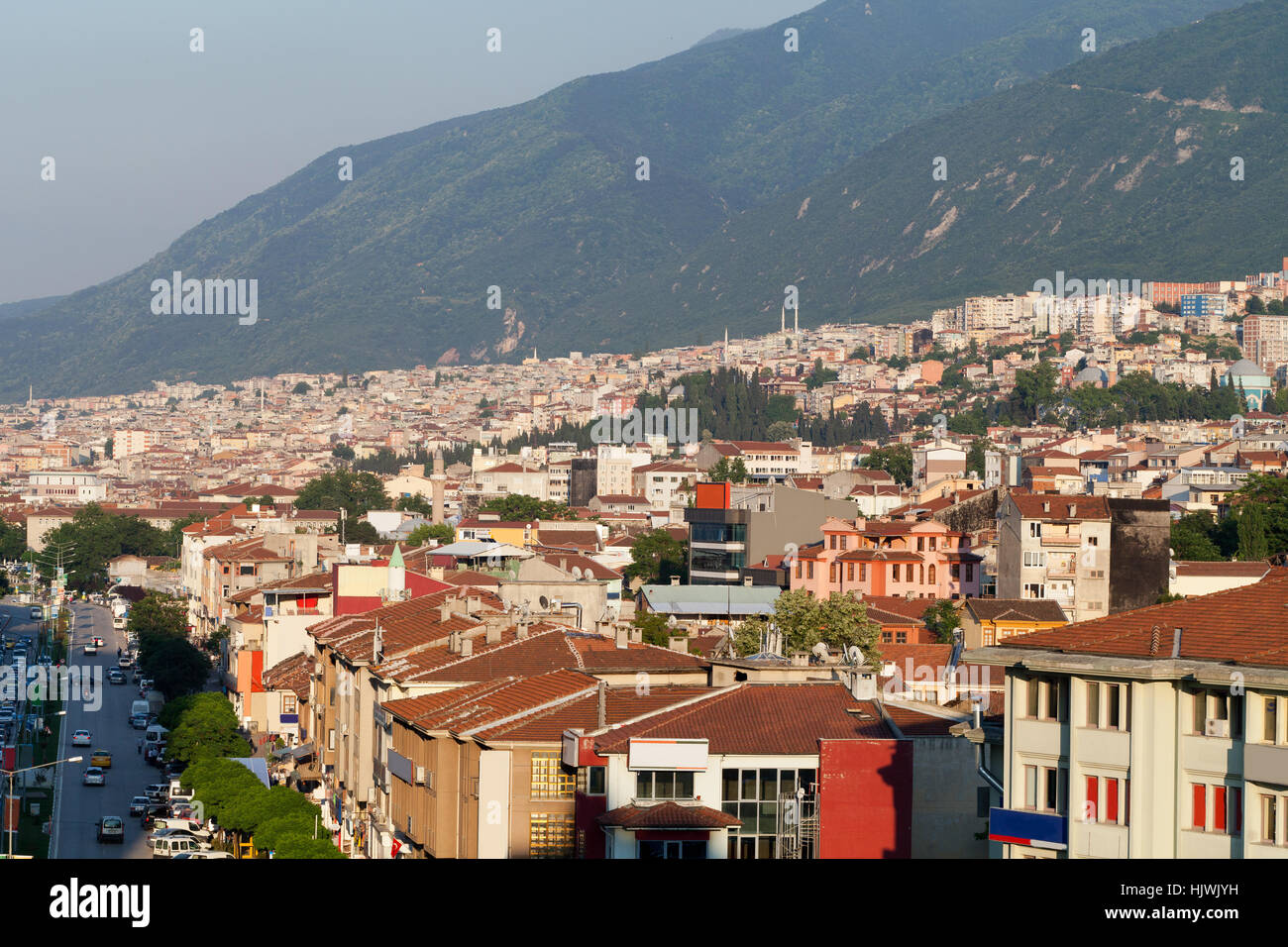 tree, turkey, sight, view, outlook, perspective, vista, panorama ...