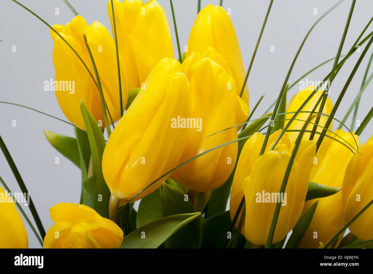 flower, plant, spring, tulip, backdrop, background, yellow, greeting ...