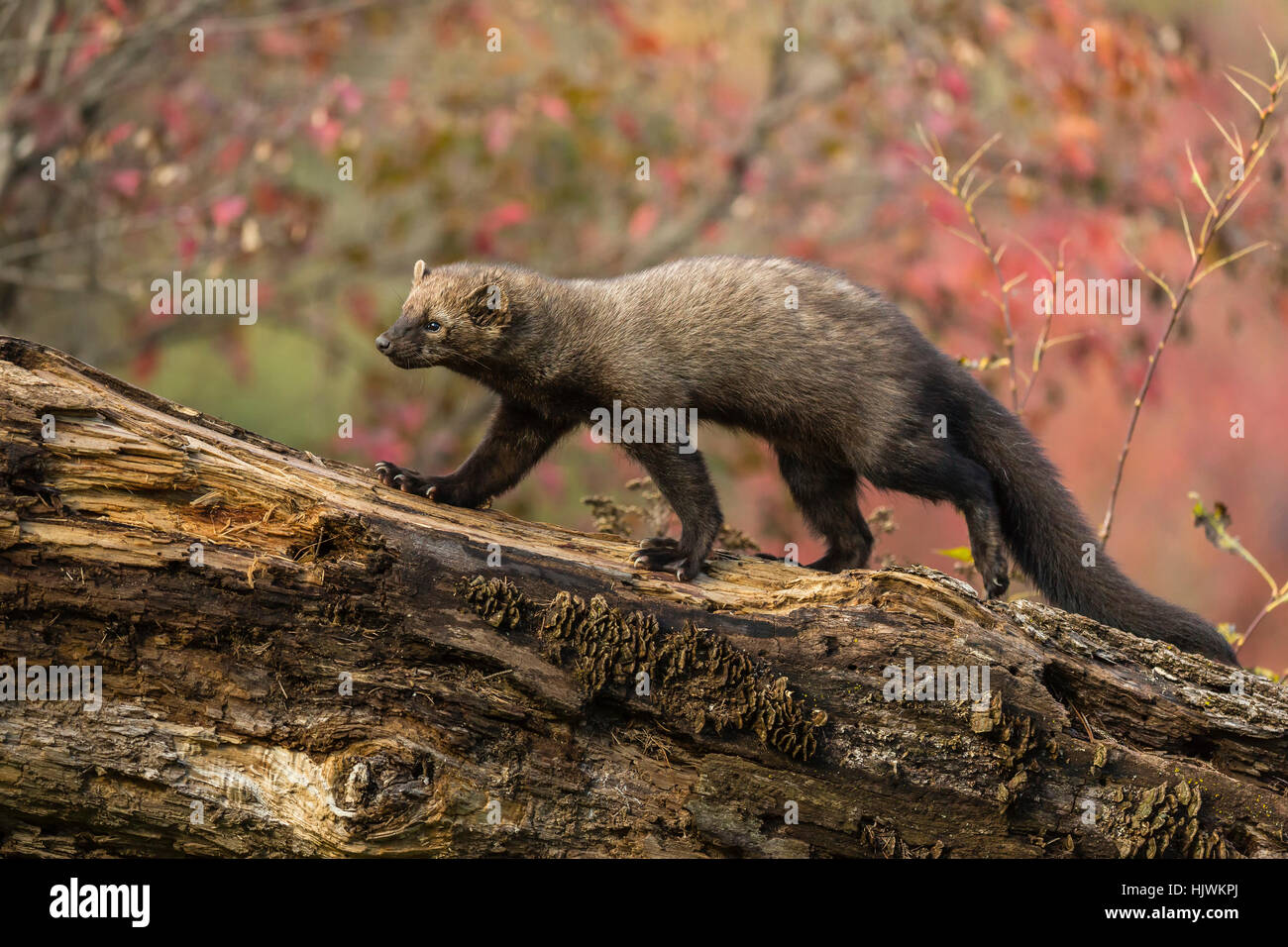 Fisher walking hi-res stock photography and images - Alamy