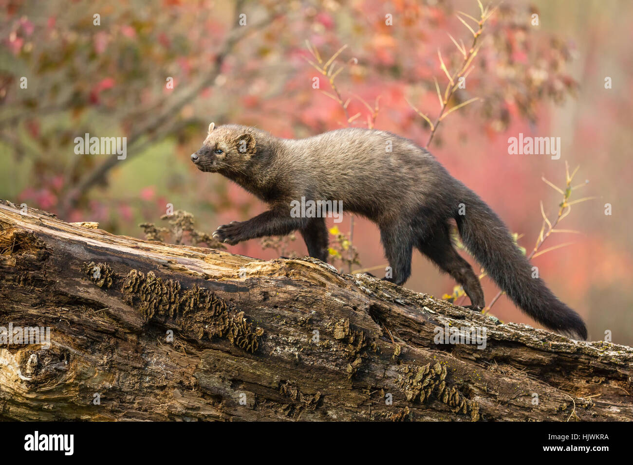 Fisher walking hi-res stock photography and images - Alamy