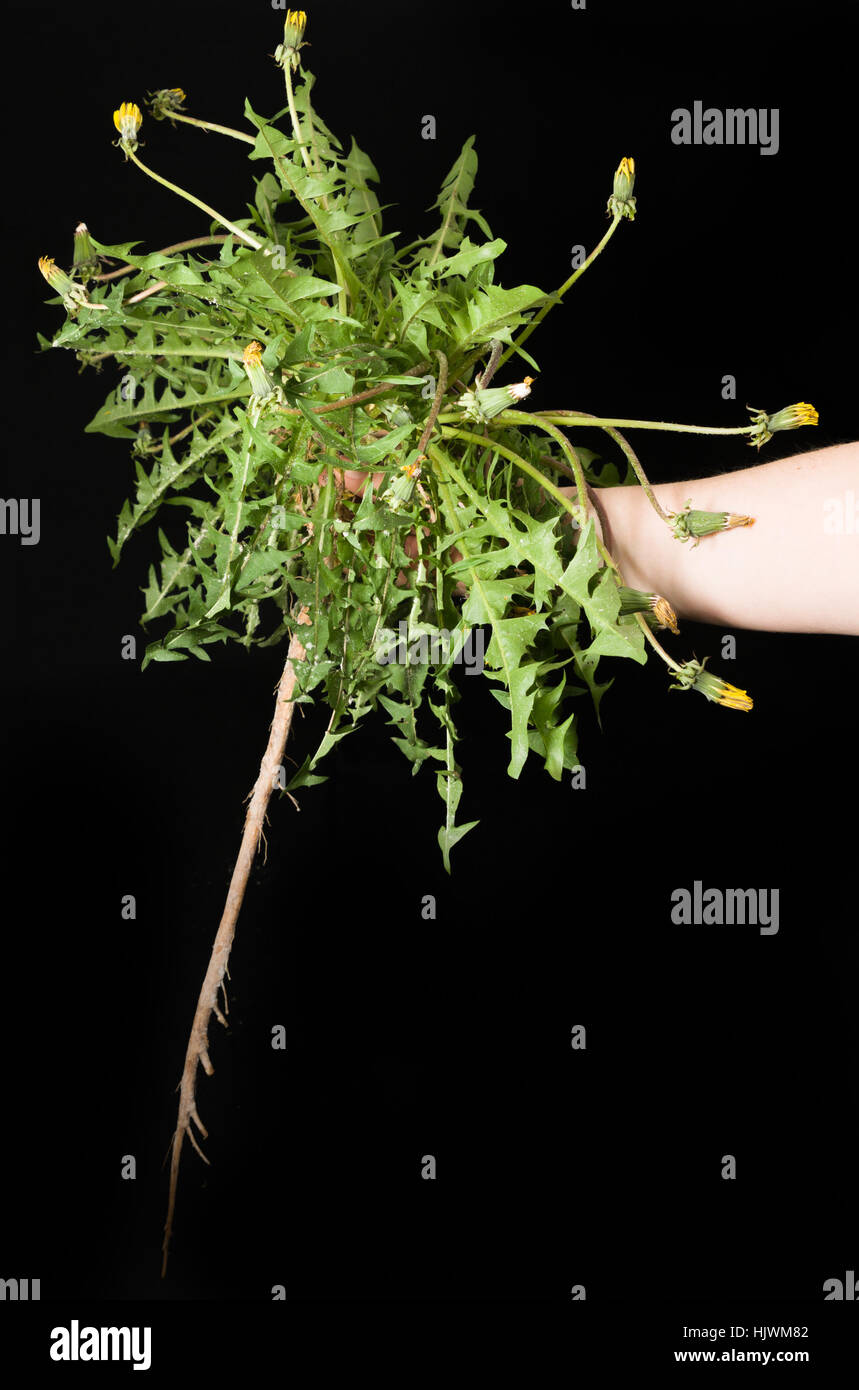 root, dandelion, weed, full frame, taproot, herbs, plant, buttercup ...