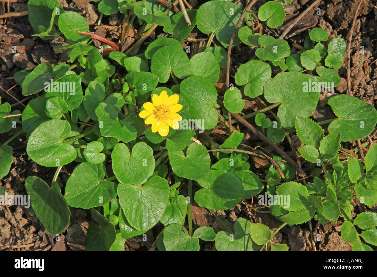 lesser celandine (ranunculus ficaria Stock Photo - Alamy