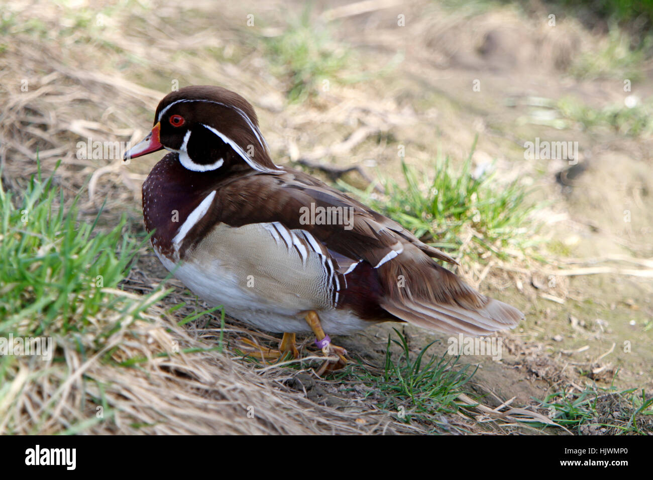 bird, birds, duck, waterfowls, waterfowl, drake, male, animal, bird ...