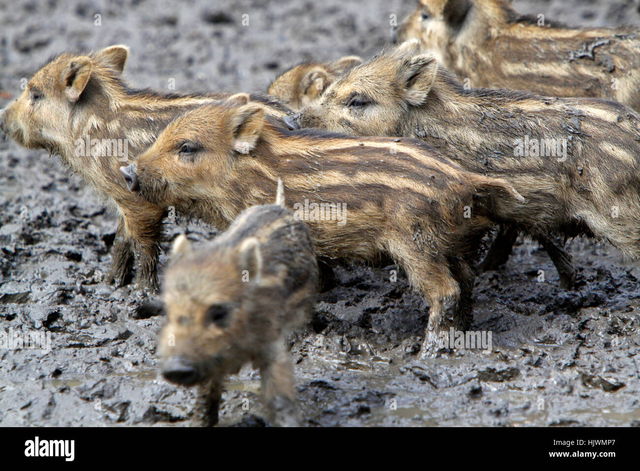 wild boar, pig, young animal, young of a wild boar, animal child, wild ...