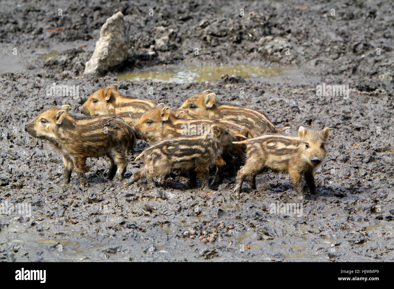 wild boar, pig, young animal, young of a wild boar, animal child, wild ...