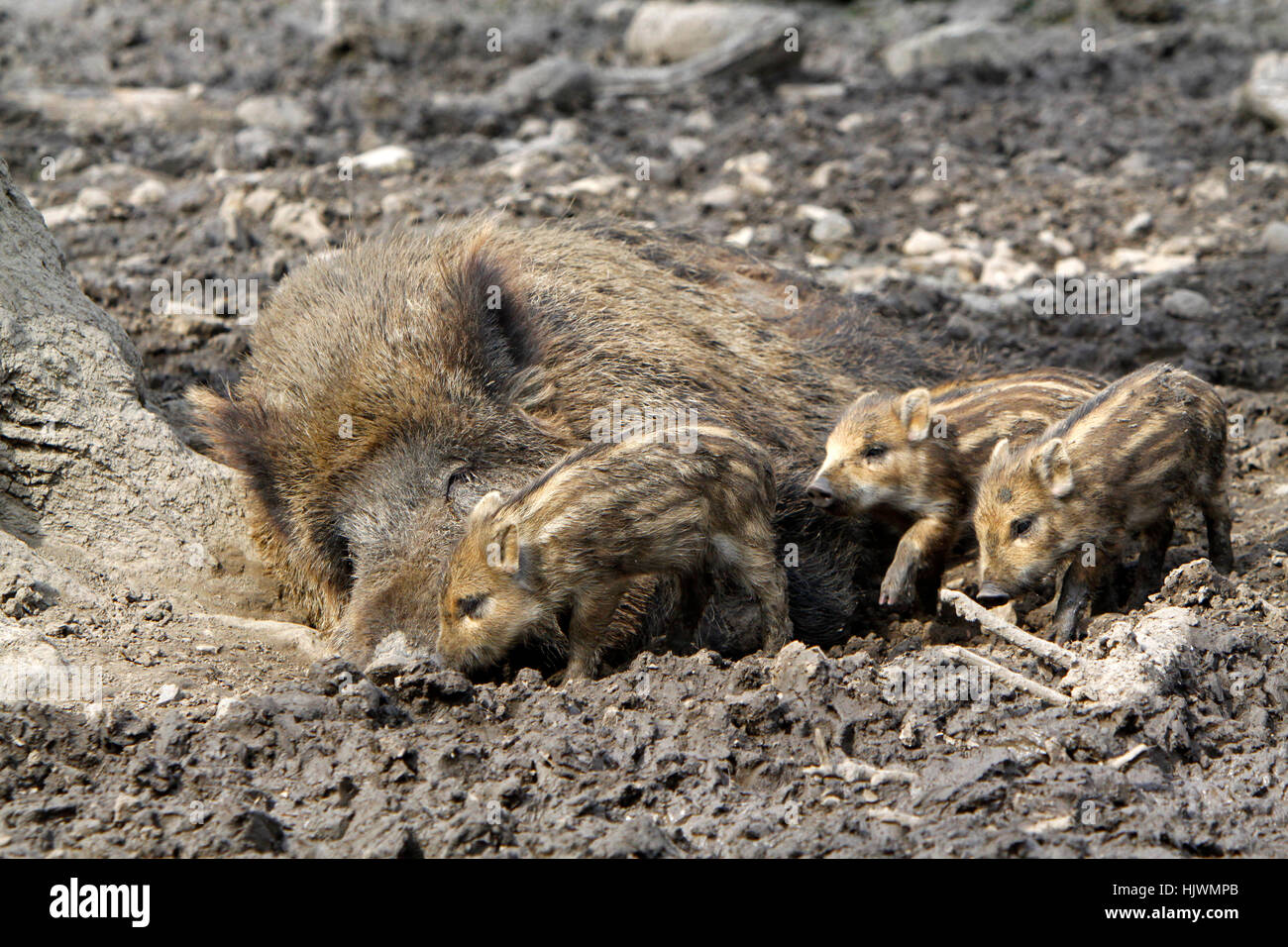 wild boar, pig, young animal, young of a wild boar, animal child, wild ...