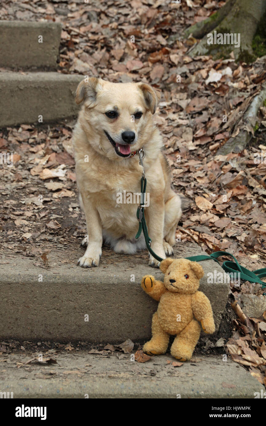 Teddybear walking hi-res stock photography and images - Alamy