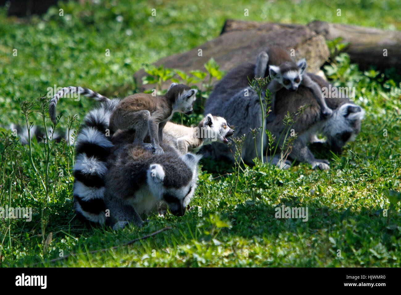 Kattafamilie hi-res stock photography and images - Alamy
