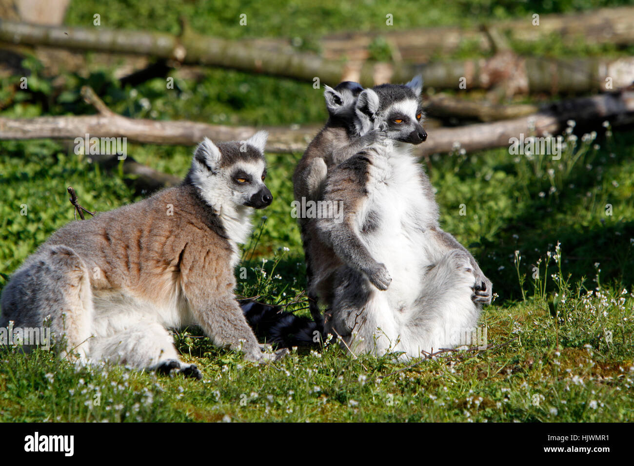 offspring, cub, baby, young animal, lemur, familiy, family, animal ...