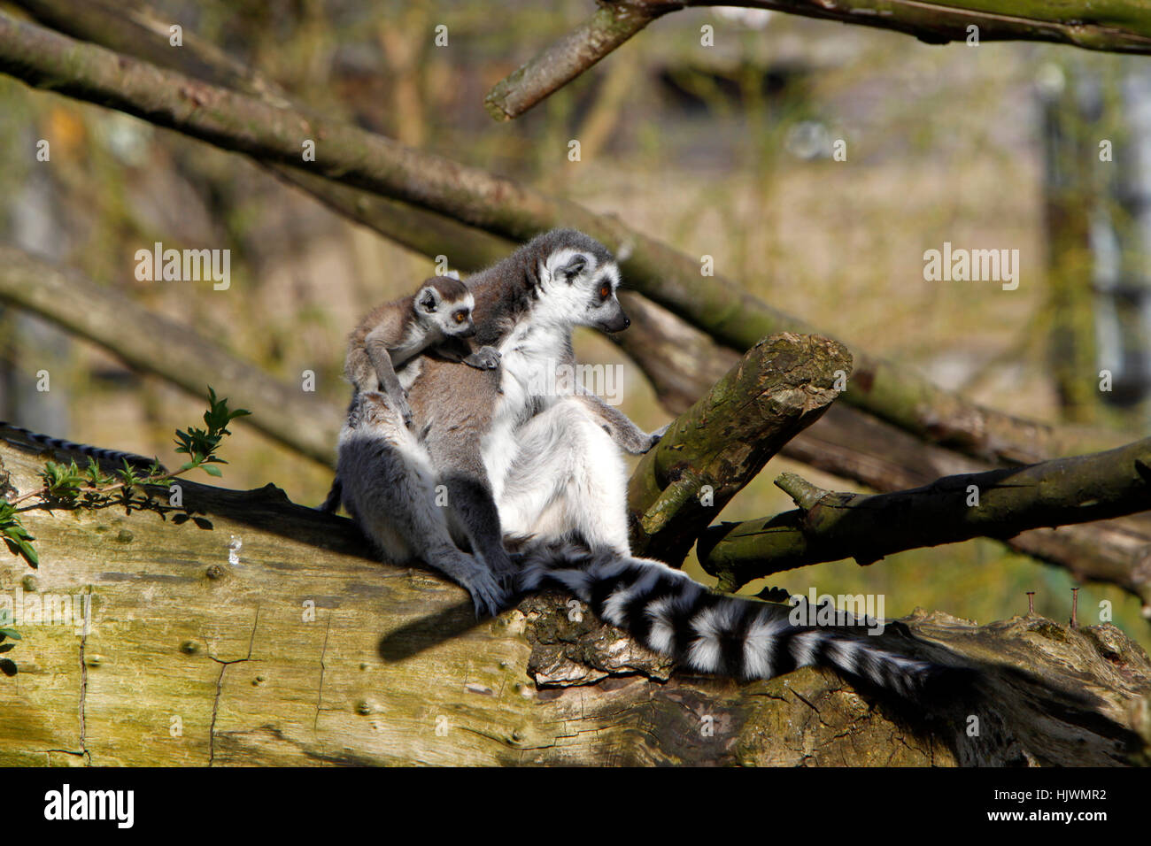 Kattafamilie hi-res stock photography and images - Alamy