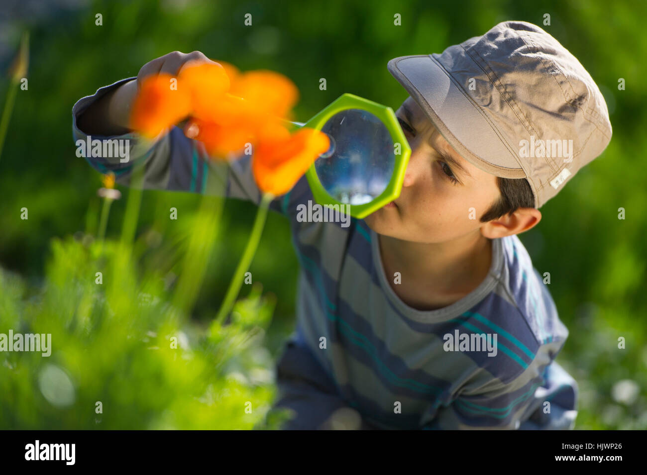 observation, science, animal, portrait, magnifier, image, photo ...