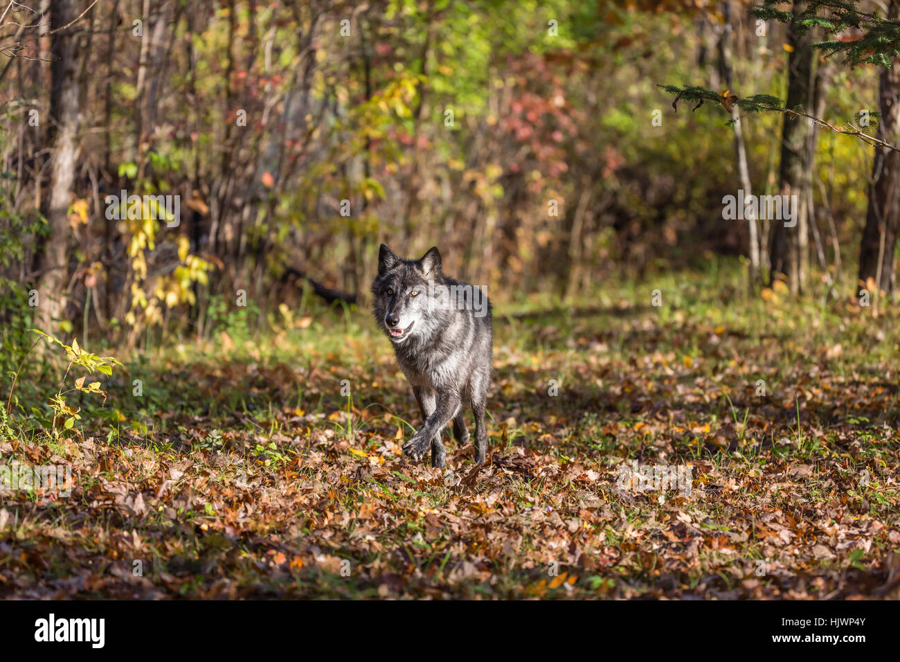 Black timber wolf hi-res stock photography and images - Alamy