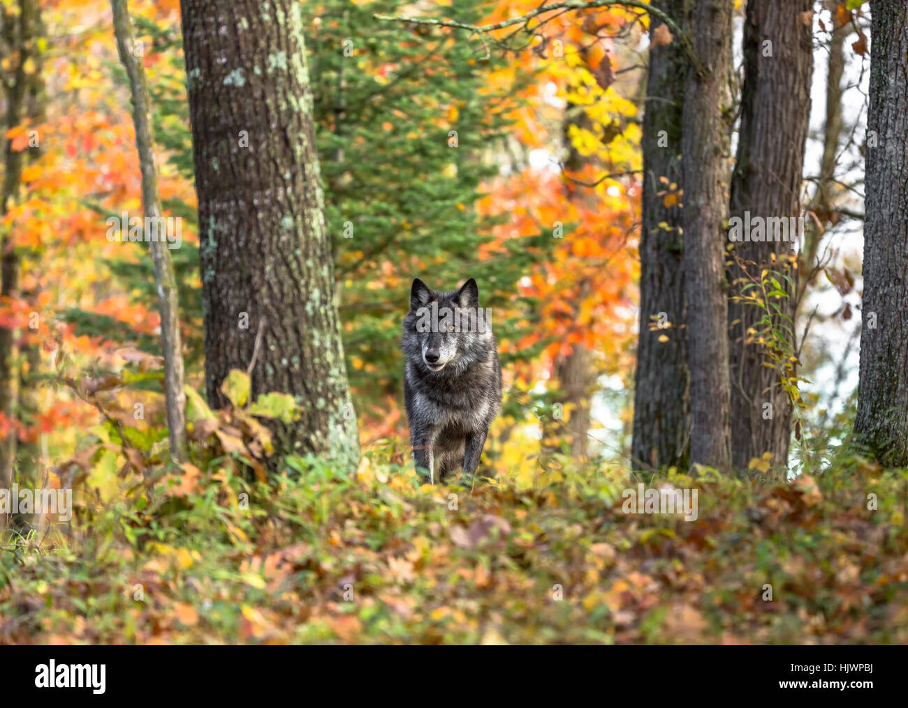 Single white timber wolf hi-res stock photography and images - Alamy