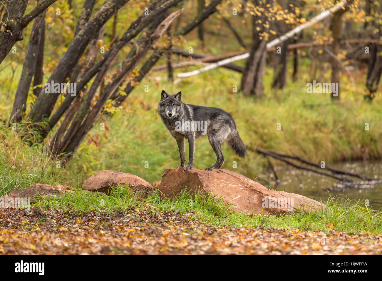 Wetland and boreal forest hi-res stock photography and images - Alamy