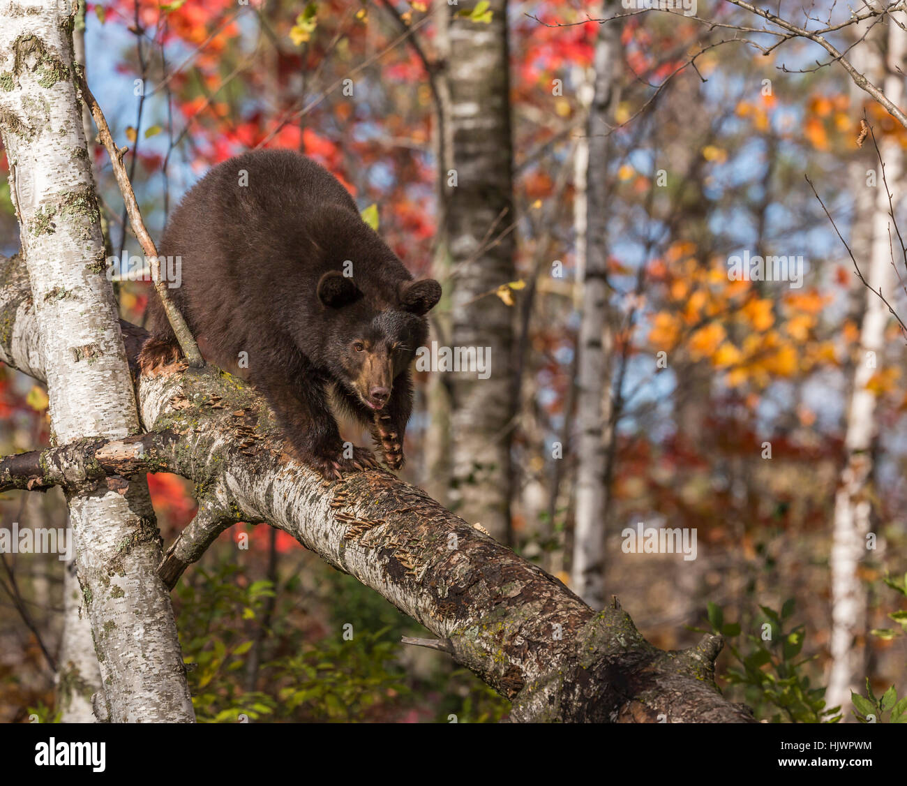 Black bear woods autumn hi-res stock photography and images - Alamy
