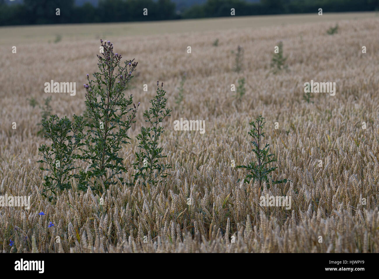 Acker kratzdistel cirsium arvense ackerkratzdistel hi-res stock ...