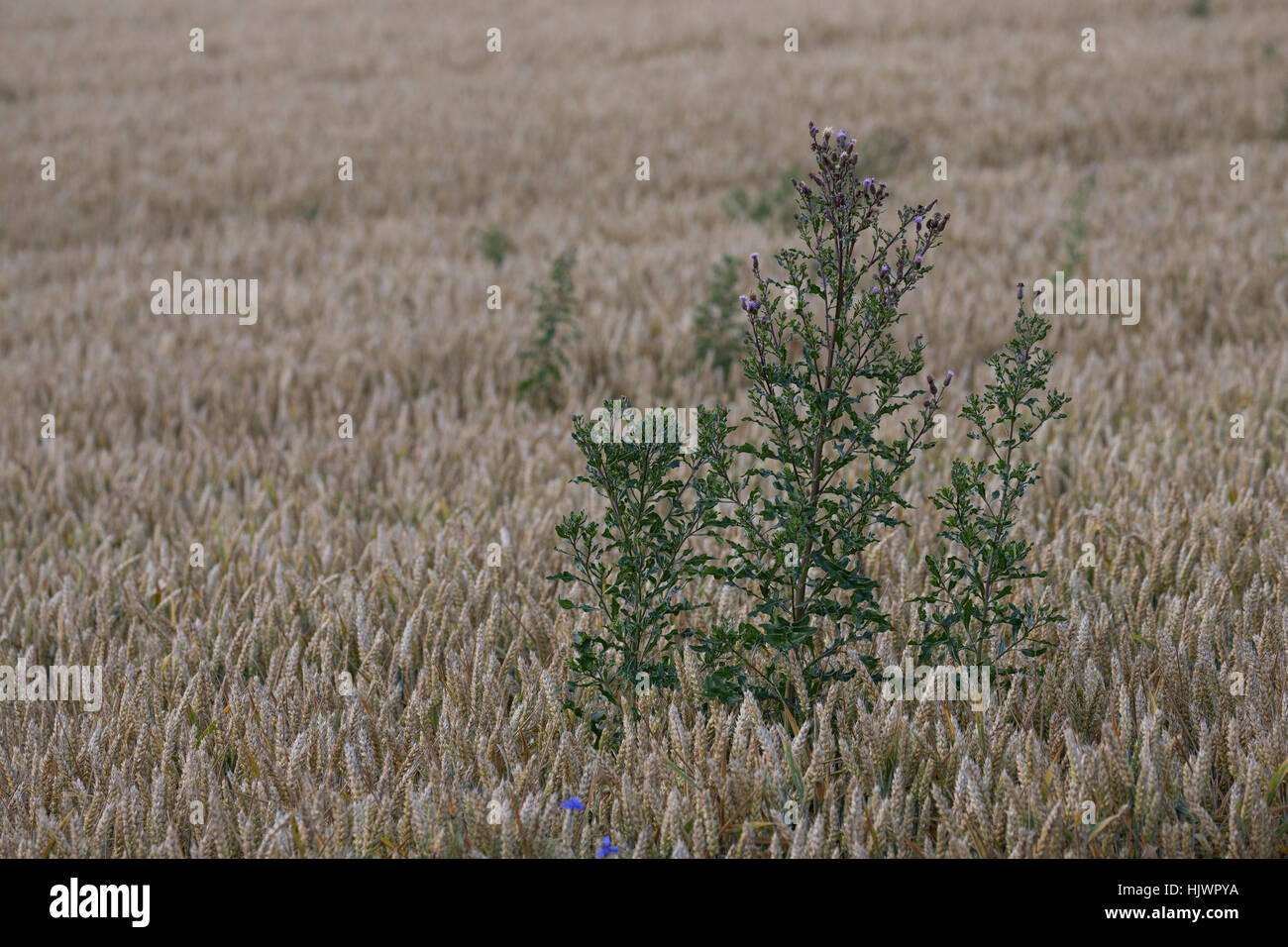 Acker-Kratzdistel, Ackerkratzdistel, Kratzdistel, auf einem ...