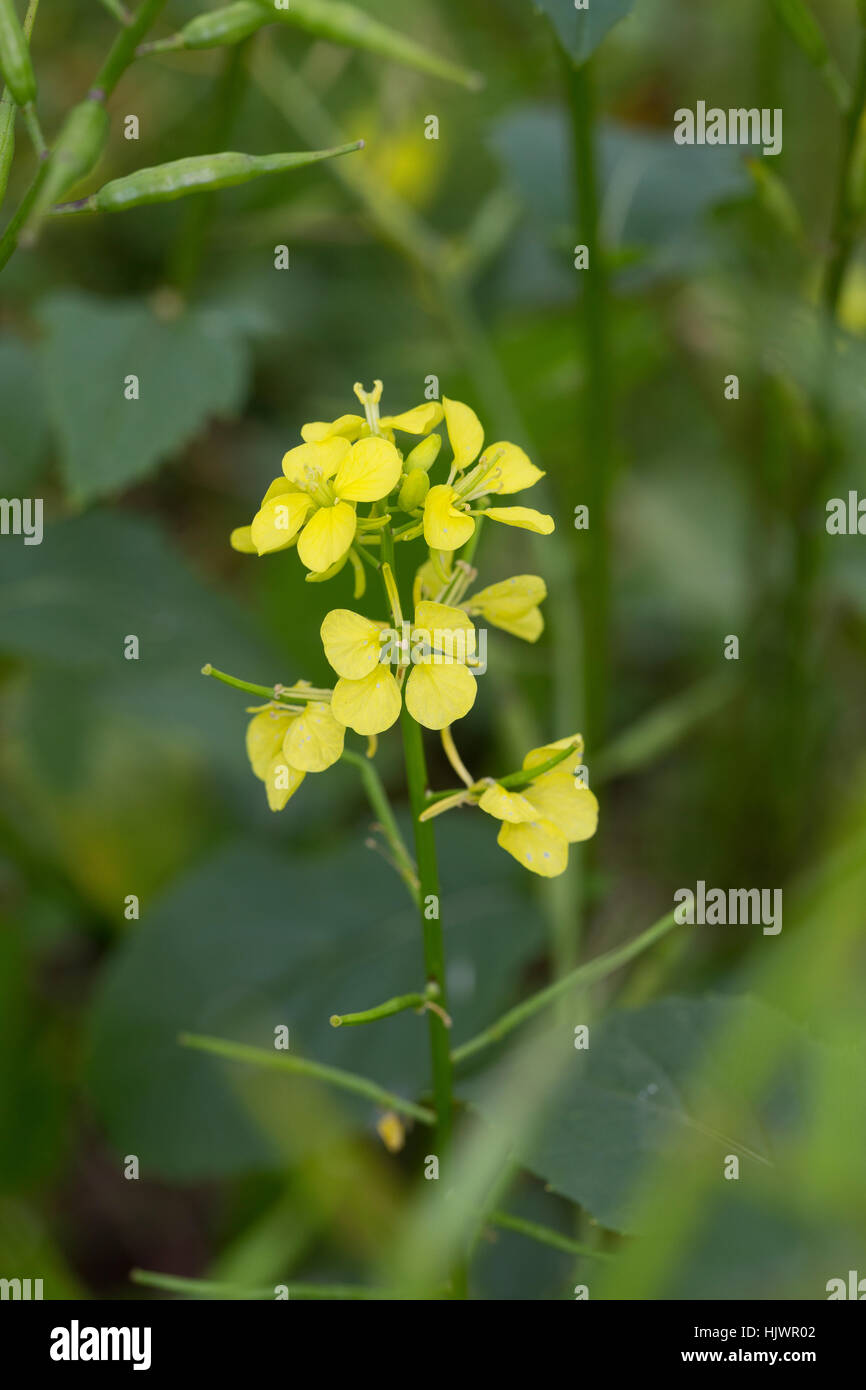 Acker-Senf, Ackersenf, Sinapis arvensis, field mustard, wild mustard ...