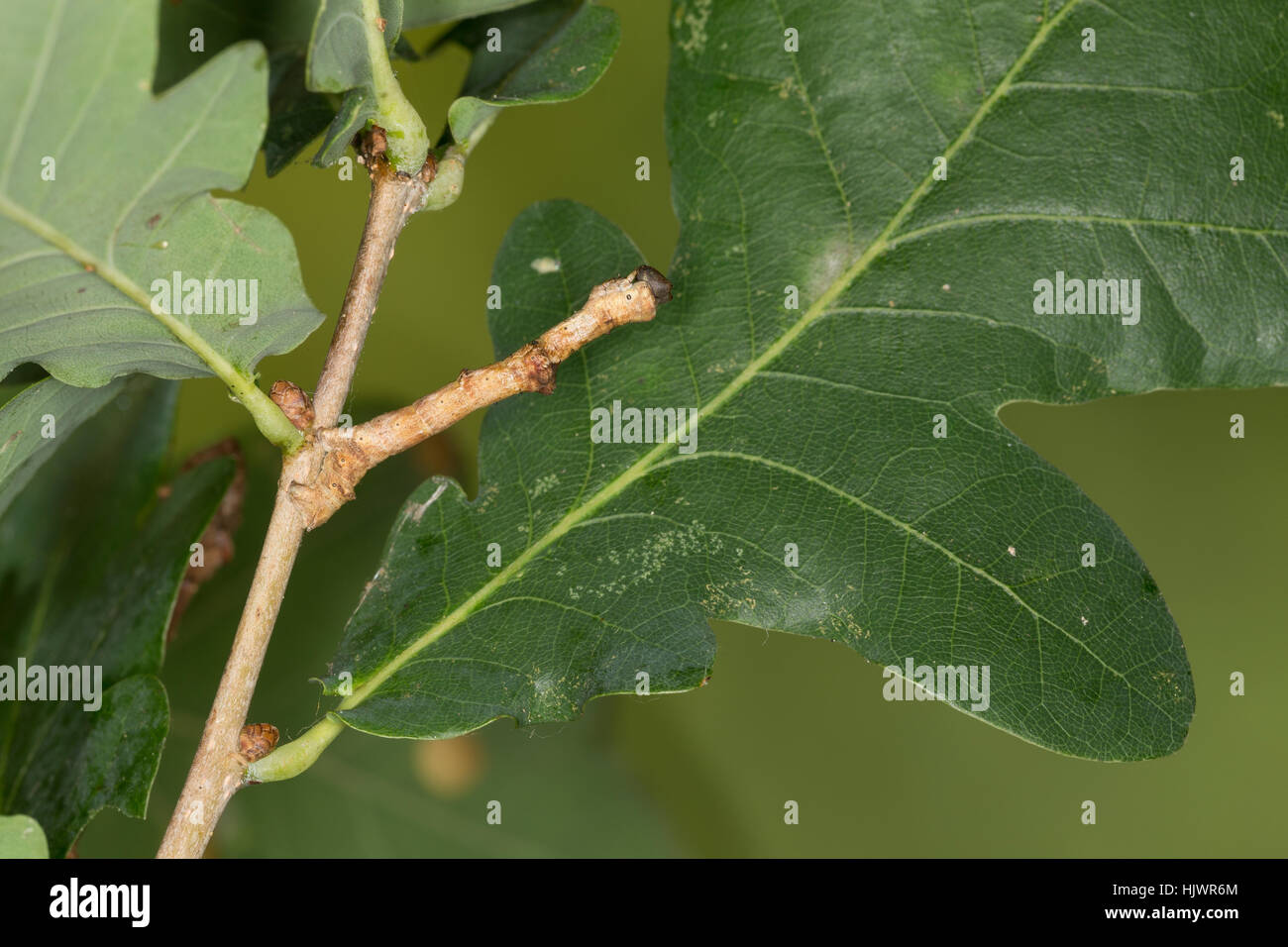 Großer Eichenspanner, Großer Rindenspanner, Raupe frisst an Eiche ...