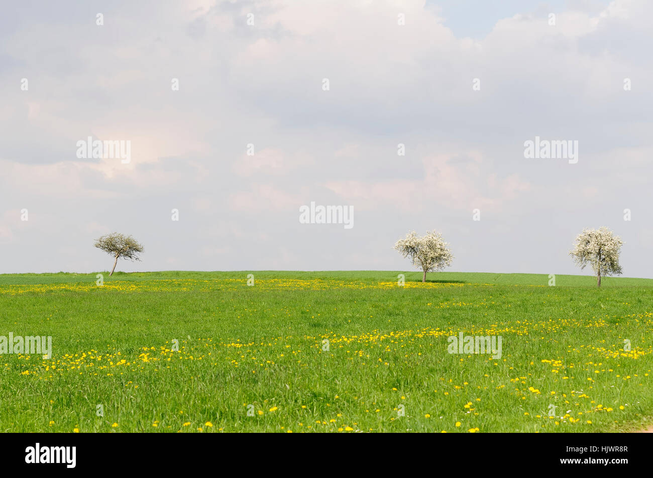 tree, trees, bloom, blossom, flourish, flourishing, field, blossoms ...