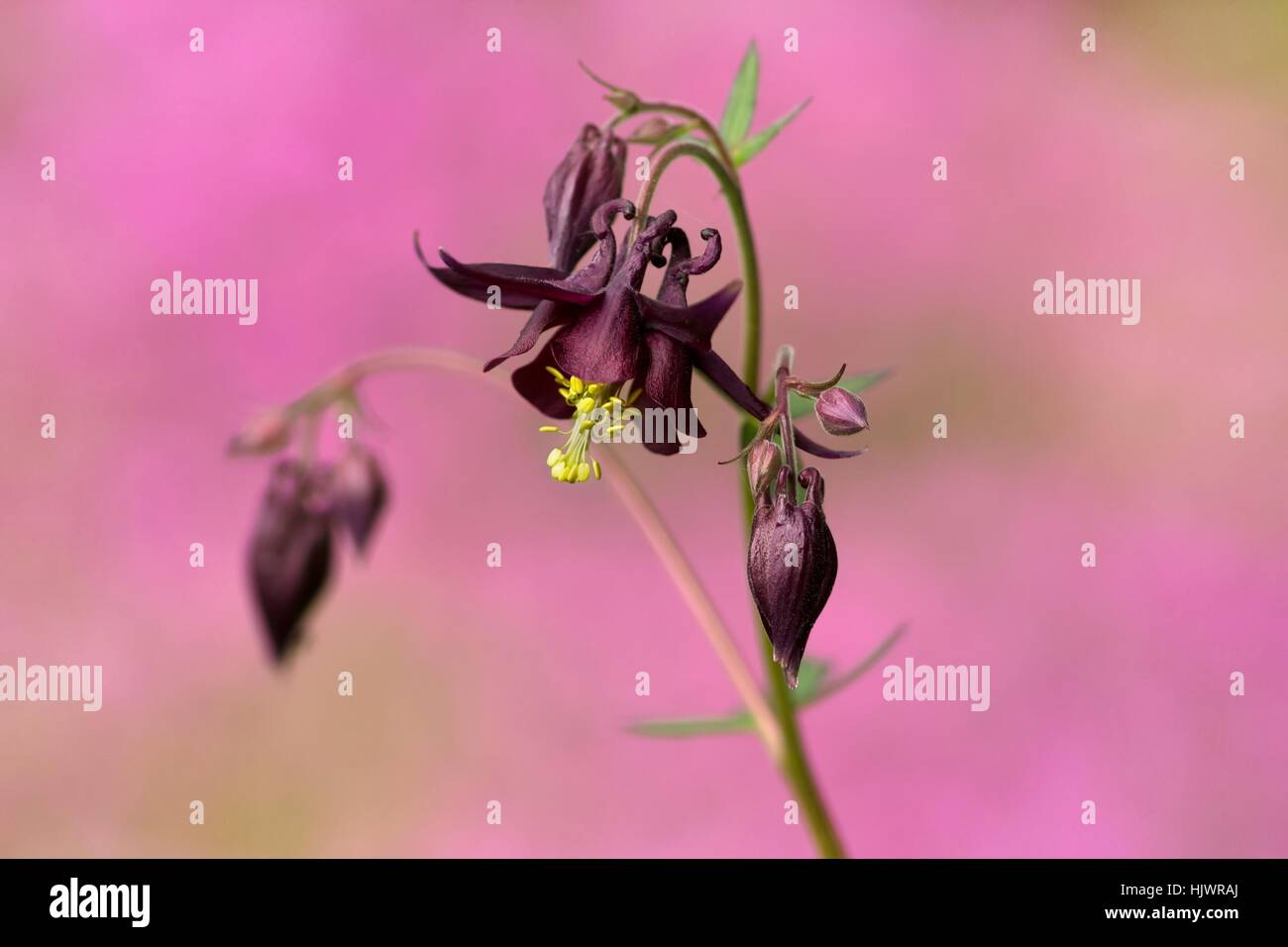 Ruby red burgundy flowers hi-res stock photography and images - Alamy