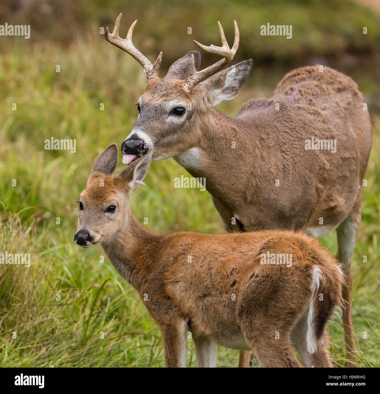 Buck fawn hi-res stock photography and images - Alamy