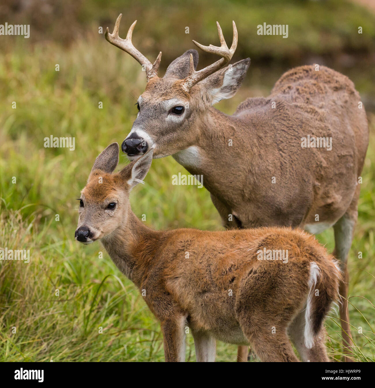 Spotted Whitetail Deer