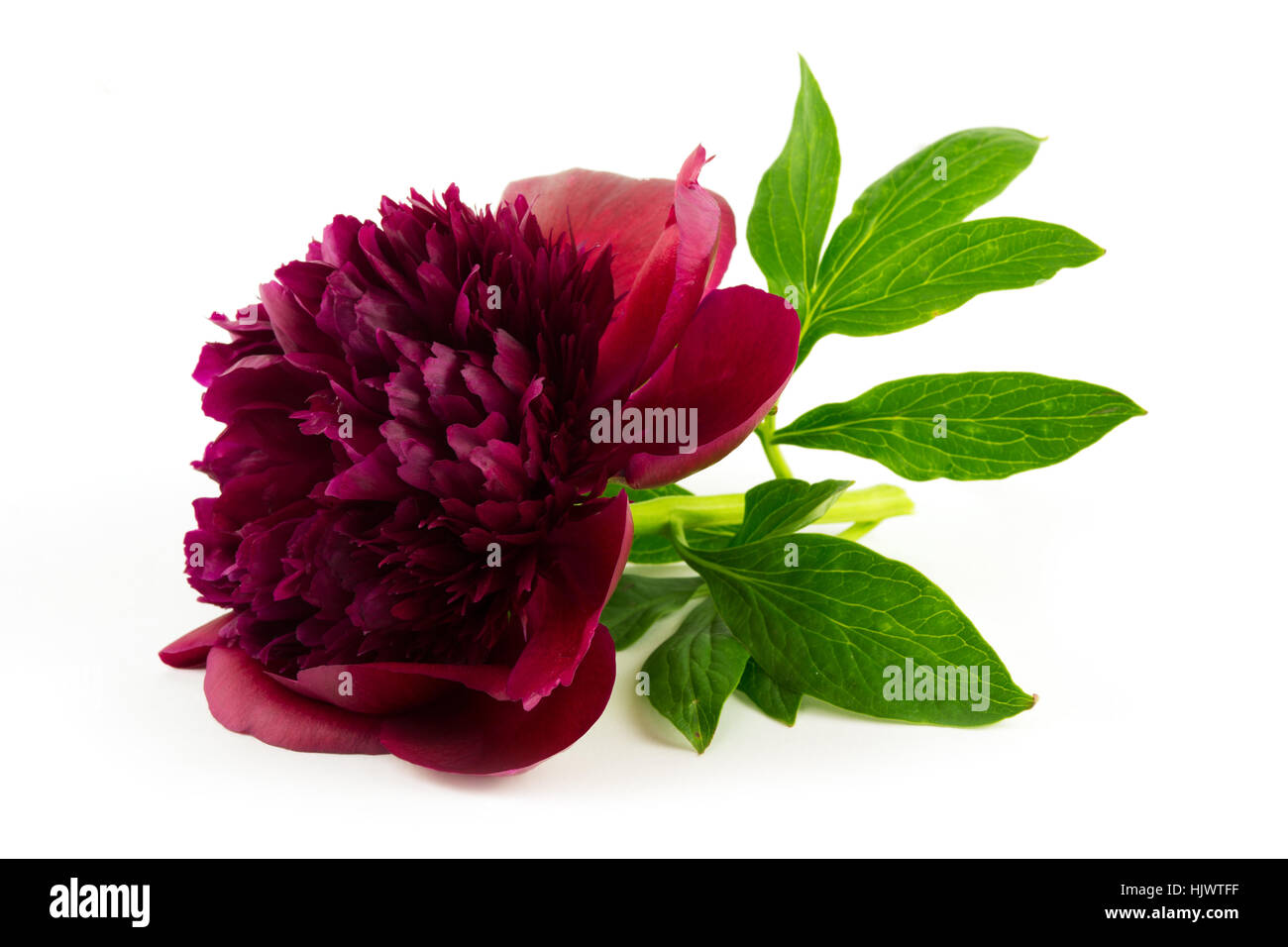 flower, plant, peony, spring, flower, plant, peony, whitsun, pentecost ...