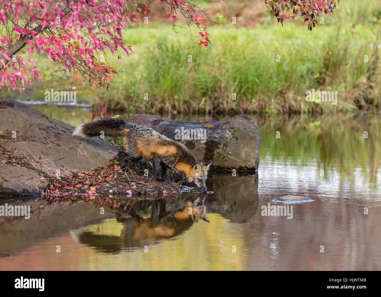 American cross fox hi-res stock photography and images - Alamy