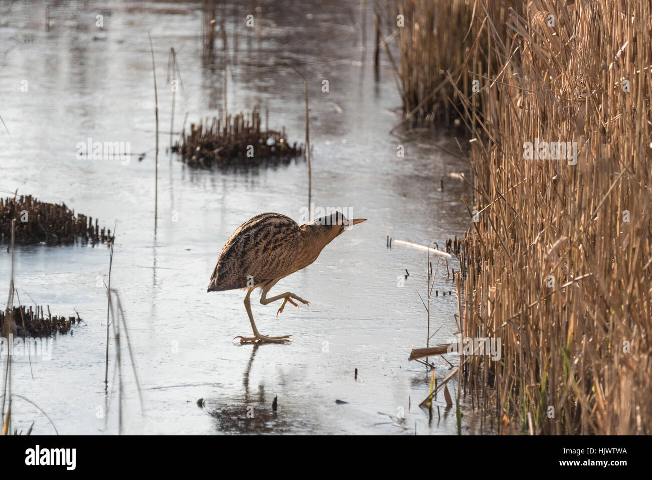 A Bittern crossing between two reed beds Stock Photo - Alamy