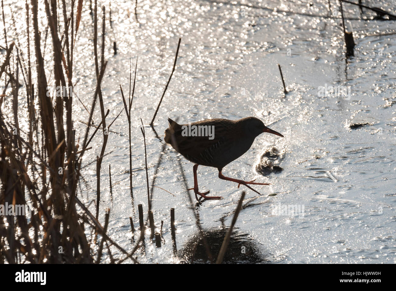 A Water Rail walking across ice Stock Photo - Alamy